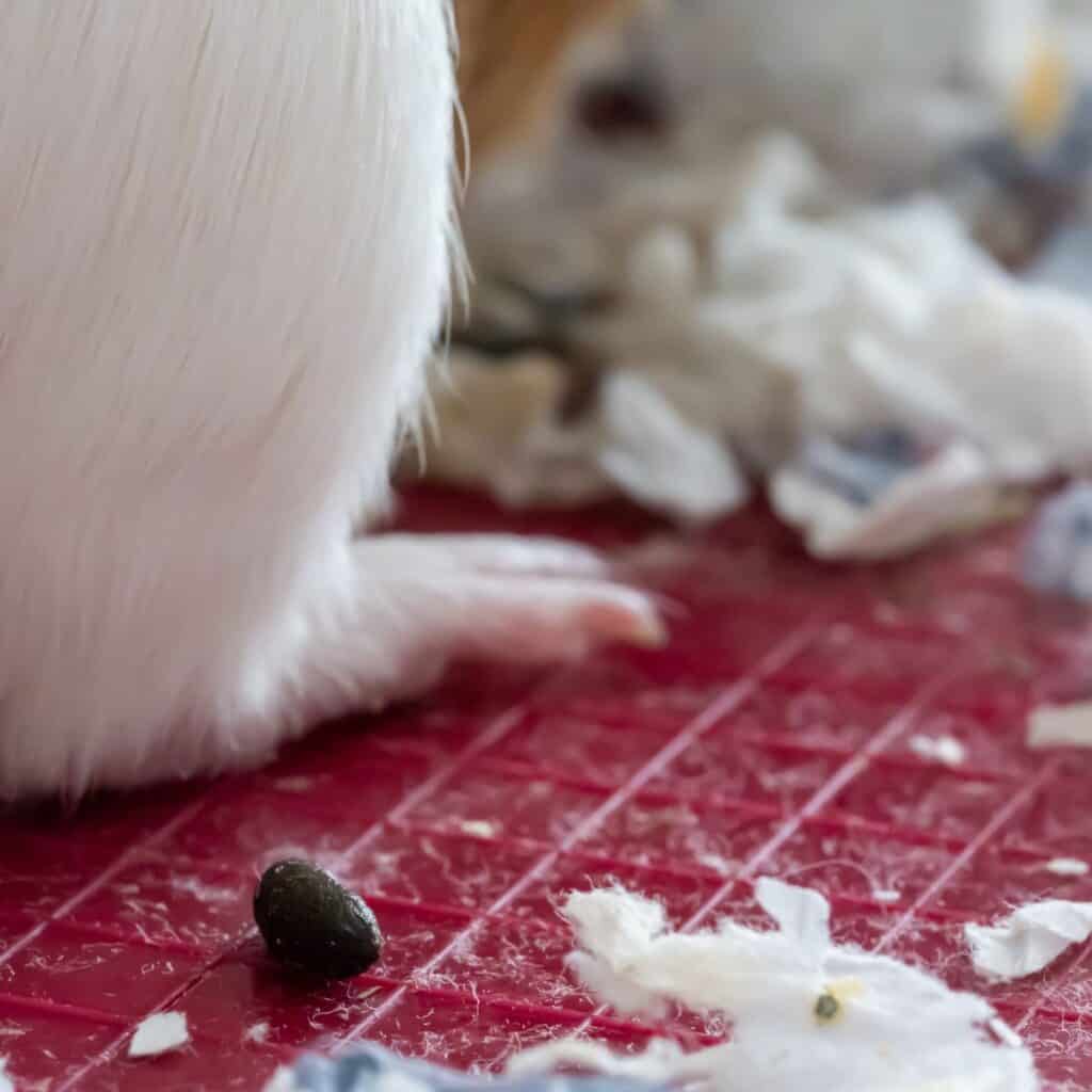 5 Strategies to Keep Mice Out of Camper! - Seeking The RV Life